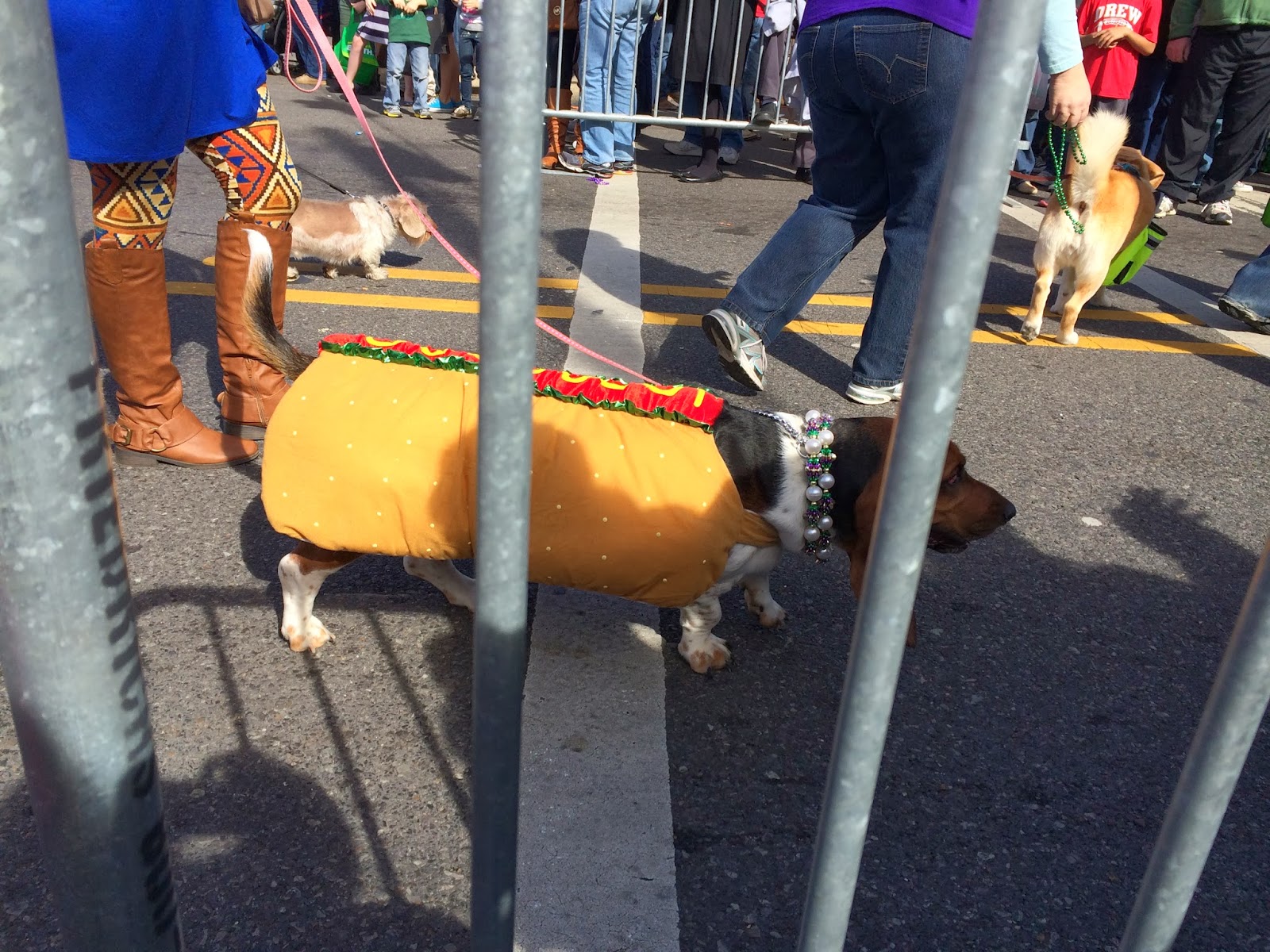 Mojoy: The Mardi Gras Pet Parade.